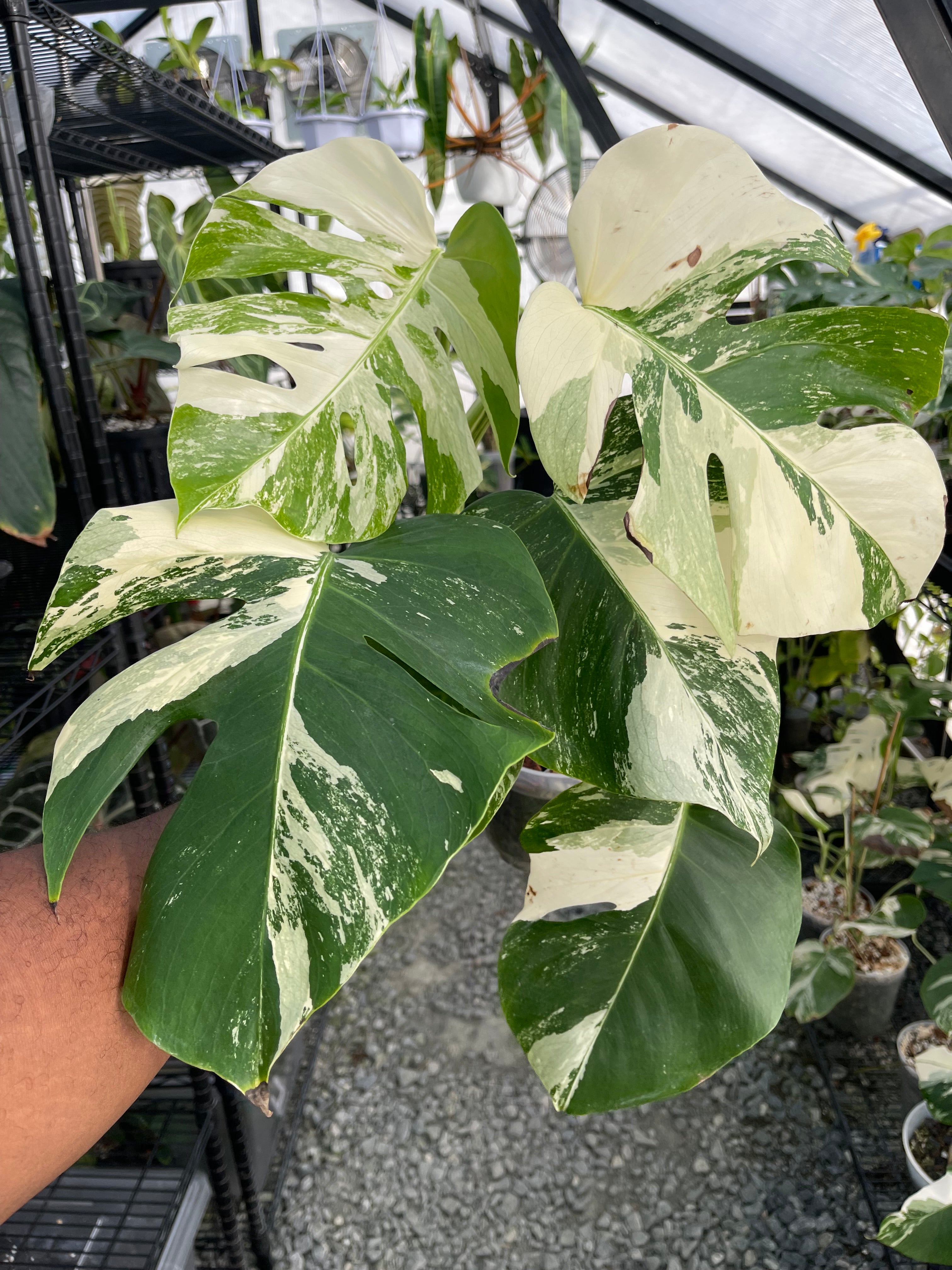 Variegated Monstera Albo (Small Form) – SouthernMdTropicals